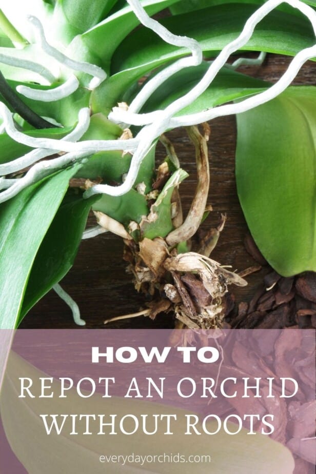 How To Repot Your Orchid - Everyday Orchids