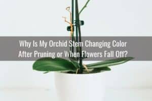 What Makes An Orchid Flower Spike Change Color? - Everyday Orchids