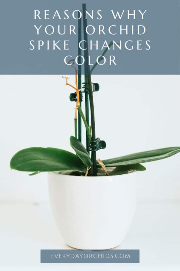 What Makes An Orchid Flower Spike Change Color? - Everyday Orchids