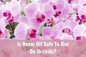 Is Neem Oil Safe To Use On Your Orchid? - Everyday Orchids