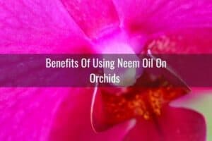 Is Neem Oil Safe To Use On Your Orchid? - Everyday Orchids