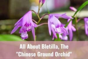 How To Care For Bletilla, The "Chinese Ground Orchid" - Everyday Orchids