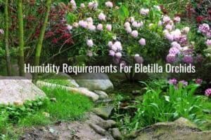 How To Care For Bletilla, The "Chinese Ground Orchid" - Everyday Orchids