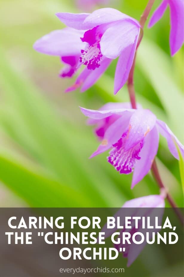 How To Care For Bletilla, The "Chinese Ground Orchid" - Everyday Orchids