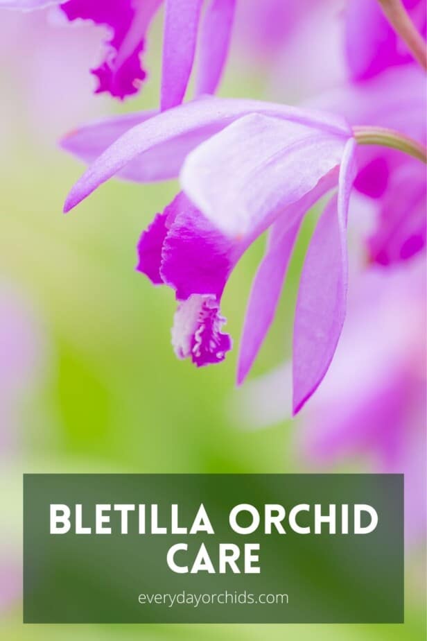 How To Care For Bletilla, The "Chinese Ground Orchid" - Everyday Orchids