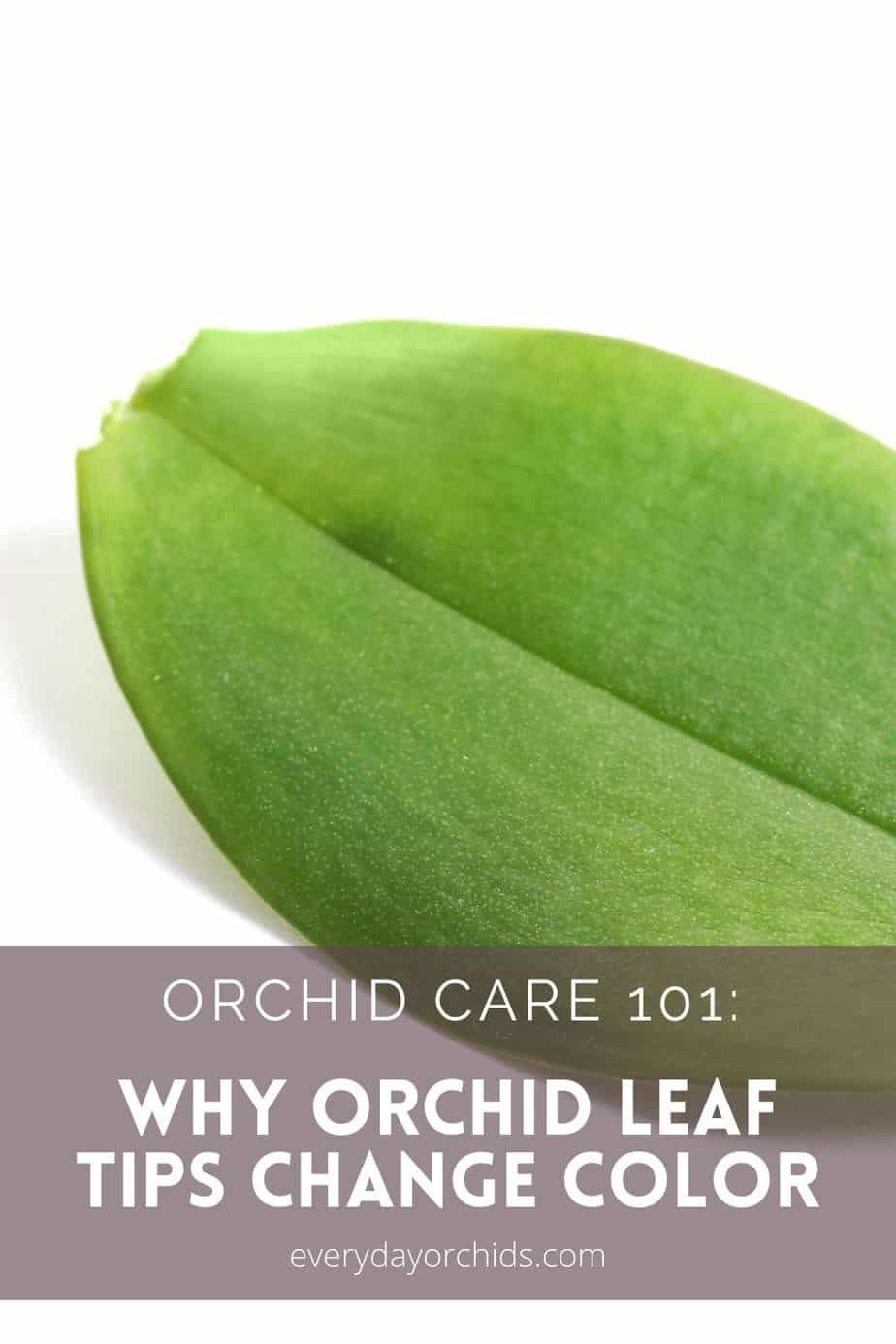 Why Your Orchid's Leaf Tips Change Color: Causes and Solutions ...