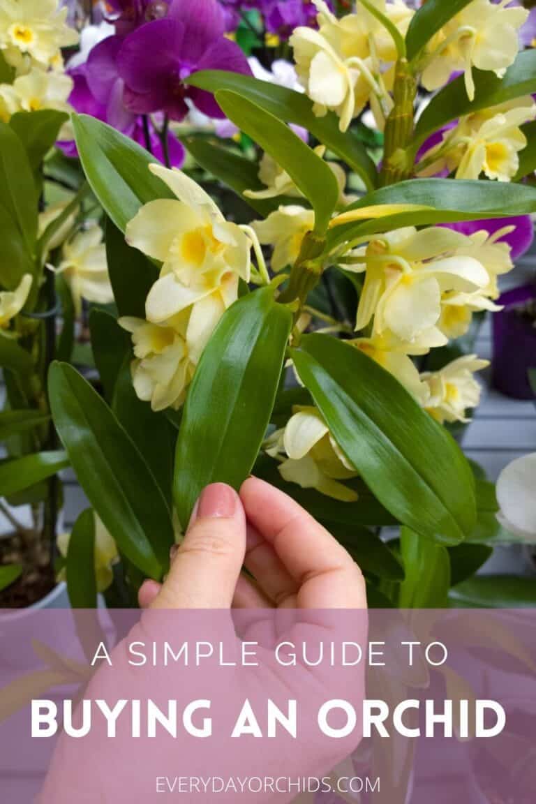 An Orchid Buying Guide For Beginners - Everyday Orchids