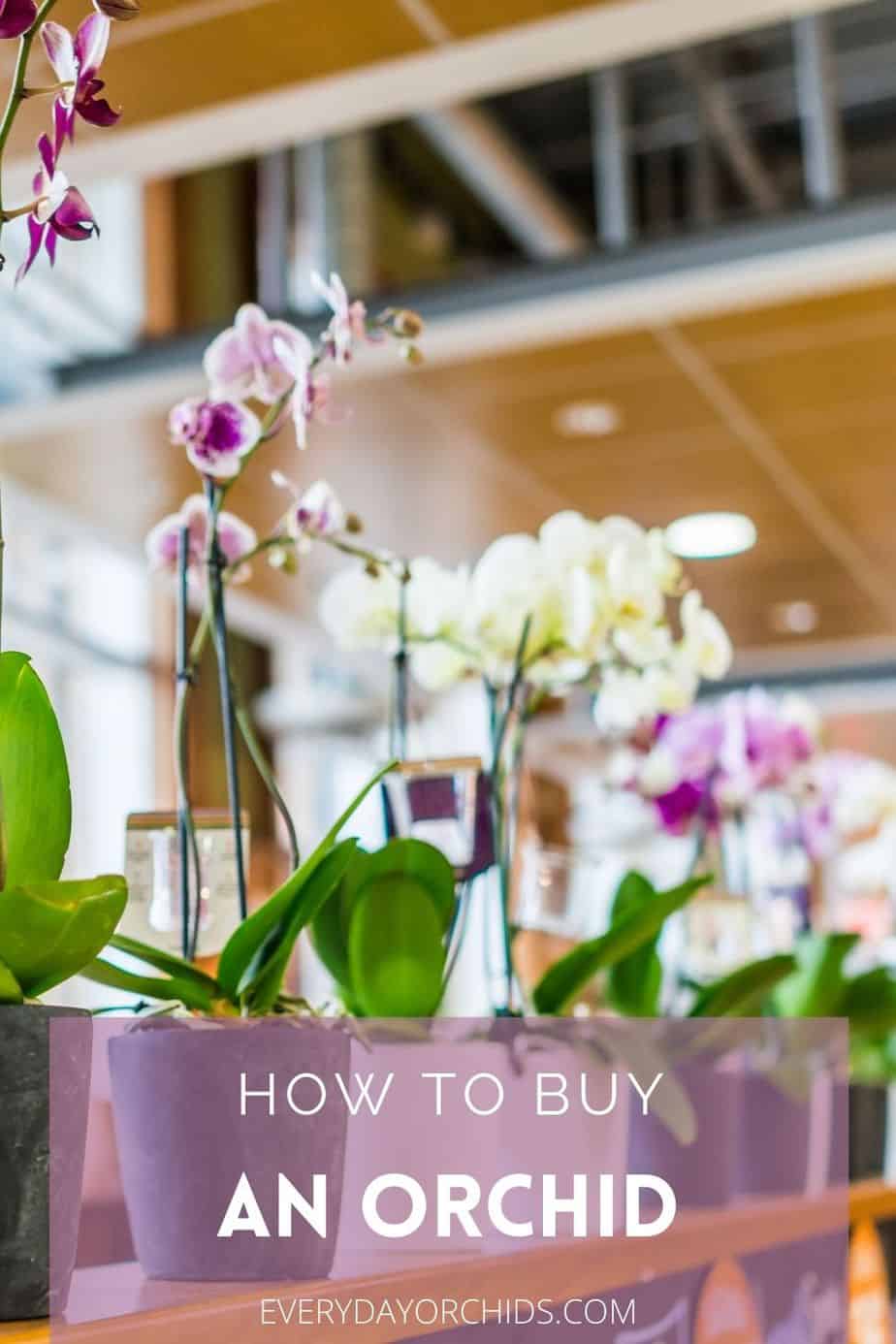 An Orchid Buying Guide For Beginners - Everyday Orchids