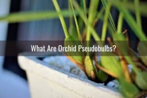 Orchid Pseudobulbs: Their Purpose and Problems You May Encounter ...