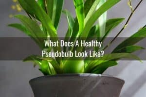 Orchid Pseudobulbs: Their Purpose and Problems You May Encounter ...