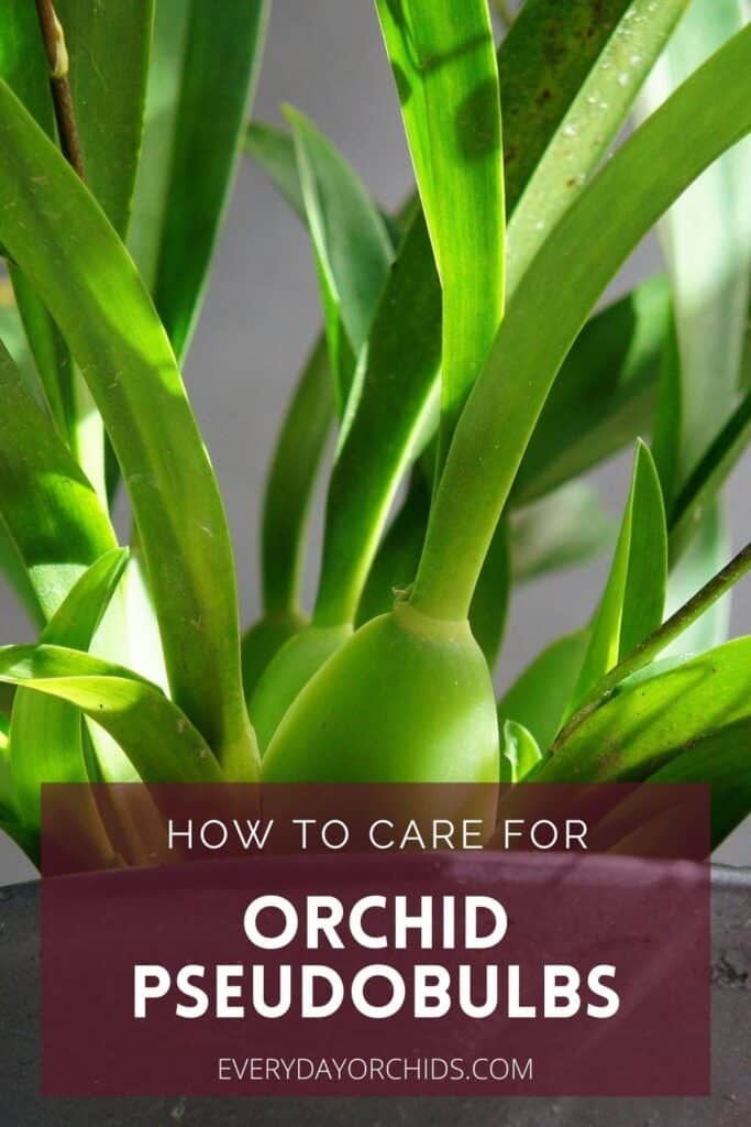 Orchid Pseudobulbs: Their Purpose and Problems You May Encounter ...