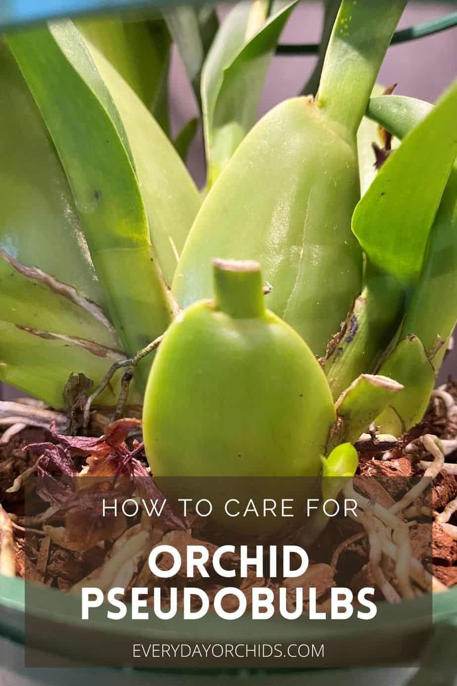 Orchid Pseudobulbs: Their Purpose and Problems You May Encounter ...