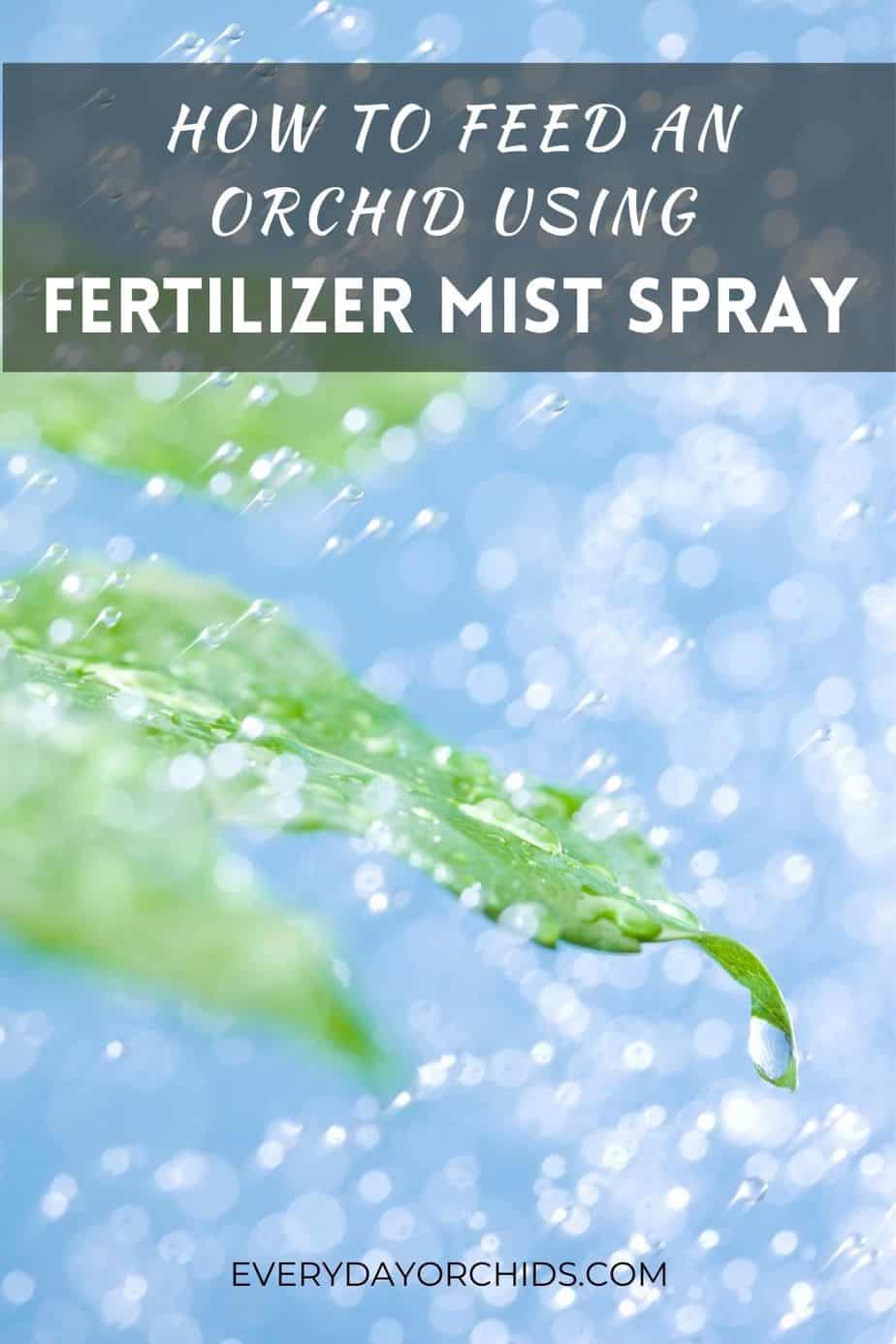 How To Feed Your Orchid Using A Fertilizer Mist Spray - Everyday Orchids