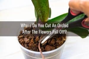 Orchid Care After Flowering - Everyday Orchids