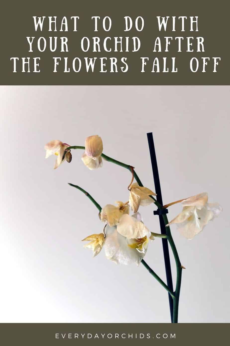 Orchid Care After Flowering - Everyday Orchids
