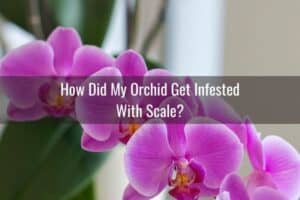 How To Get Rid Of Scale From Your Orchid - Everyday Orchids