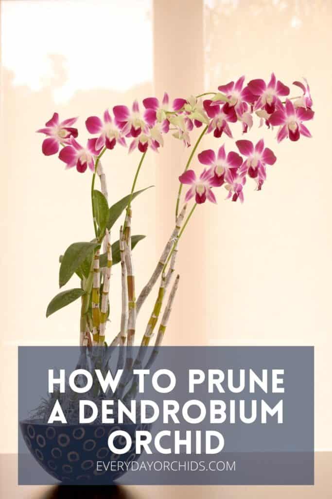 How To Prune A Dendrobium Orchid - Everyday Orchids