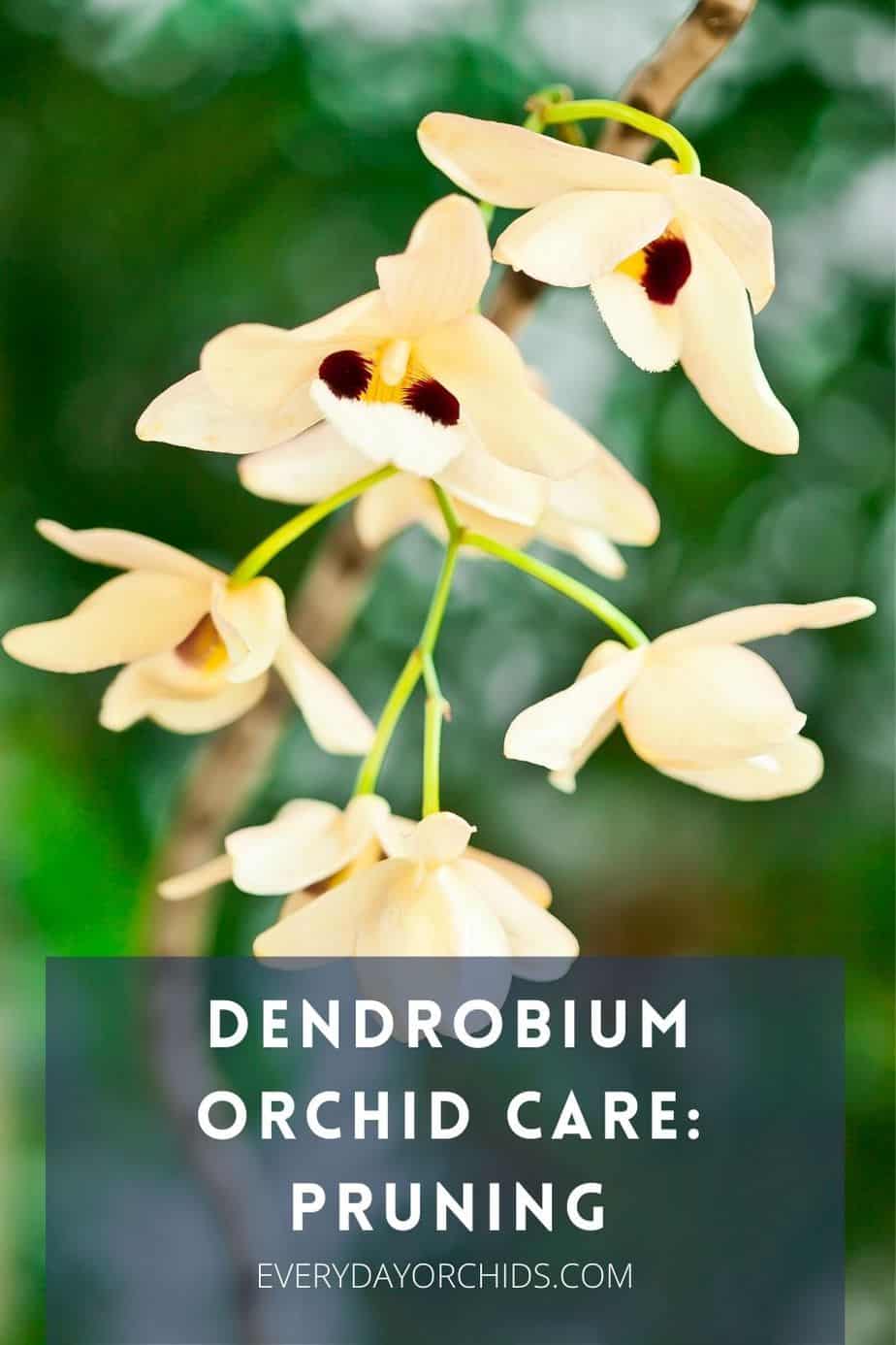 How To Prune A Dendrobium Orchid - Everyday Orchids
