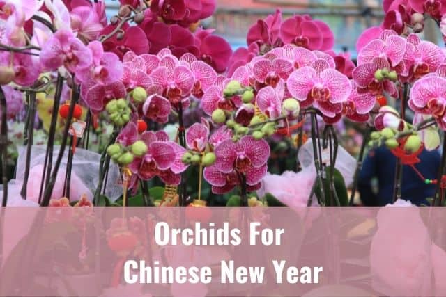 Orchids For Lunar New Year - Everyday Orchids