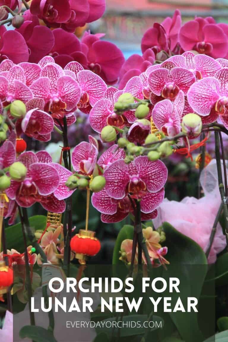 Orchids For Lunar New Year - Everyday Orchids