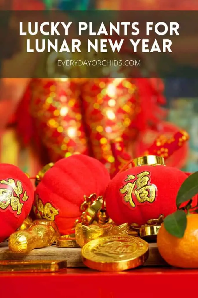 Orchids For Lunar New Year - Everyday Orchids