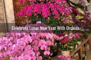 Orchids For Lunar New Year - Everyday Orchids
