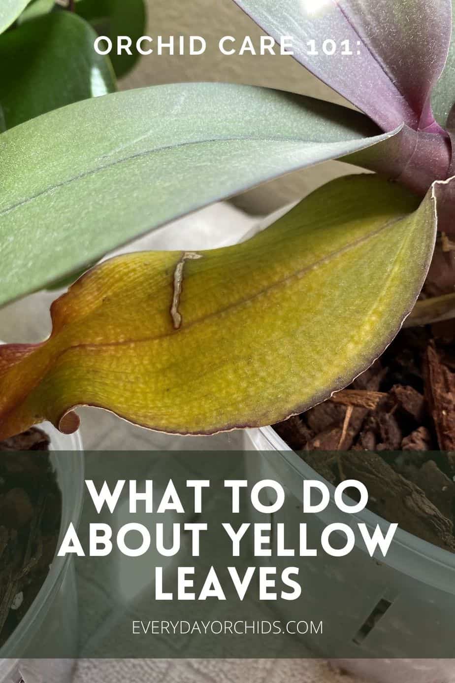 Extraordinary Yellowing Orchid Leaves Photos