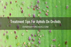 How To Get Rid Of Aphids On Orchids - Everyday Orchids