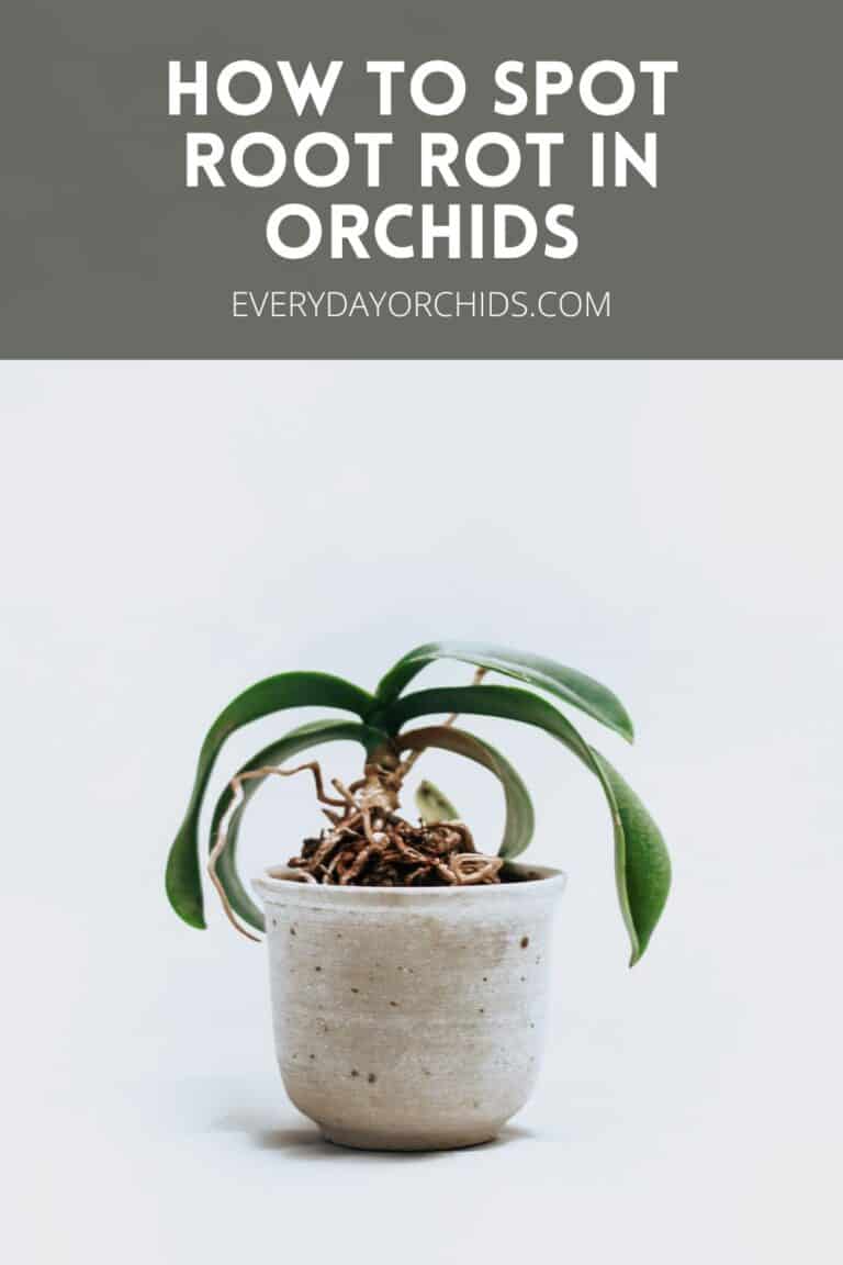 How To Spot Root Rot In Orchids - Everyday Orchids