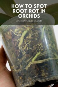 How To Spot Root Rot In Orchids - Everyday Orchids