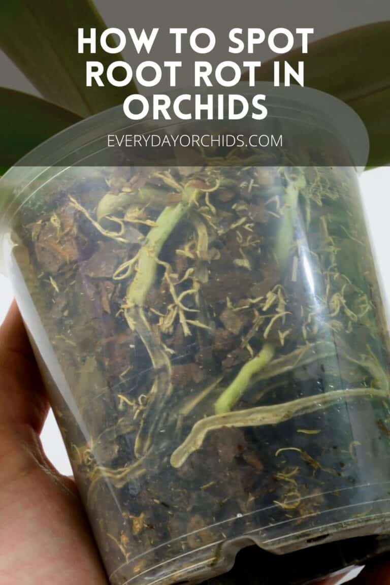 How To Spot Root Rot In Orchids - Everyday Orchids