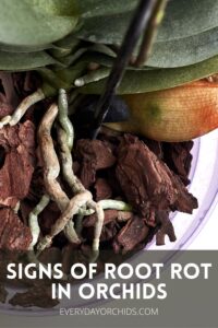 How To Spot Root Rot In Orchids - Everyday Orchids