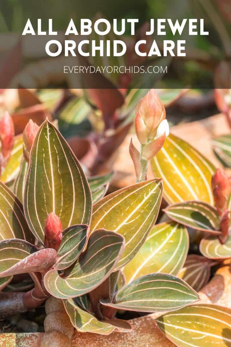 Jewel Orchid Care Guide - Everyday Orchids
