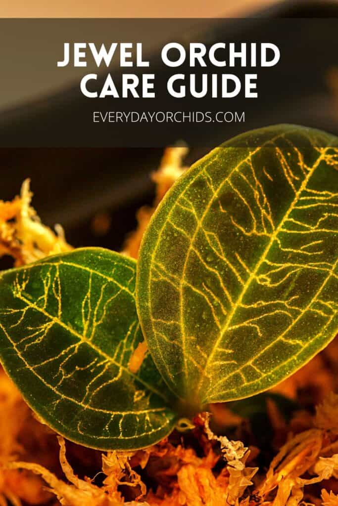 Jewel Orchid Care Guide - Everyday Orchids