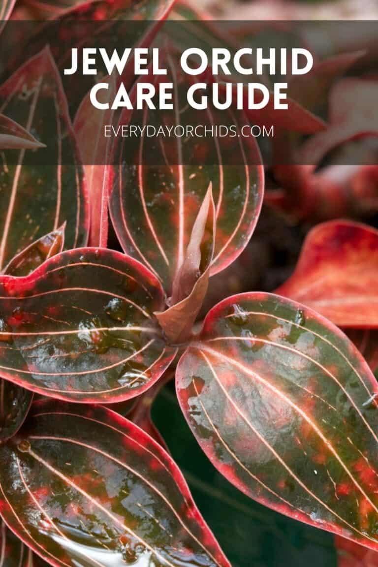 Jewel Orchid Care Guide - Everyday Orchids