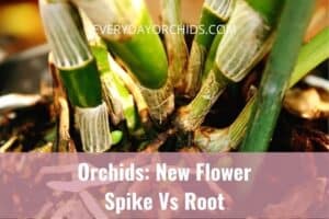 Orchids: New Flower Spike Vs Root - Everyday Orchids