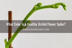 What Makes An Orchid Flower Spike Change Color? - Everyday Orchids