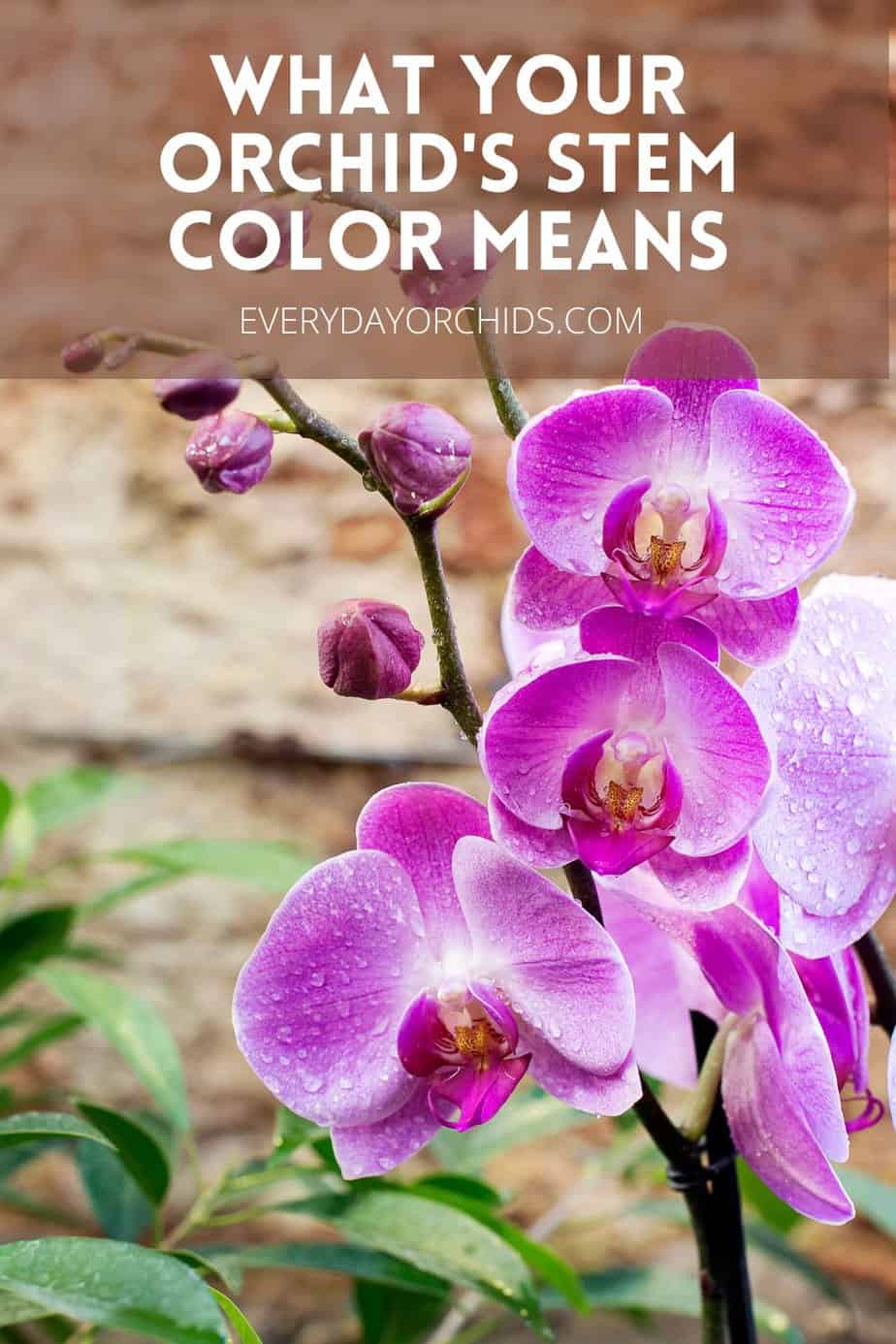 What Makes An Orchid Flower Spike Change Color? - Everyday Orchids