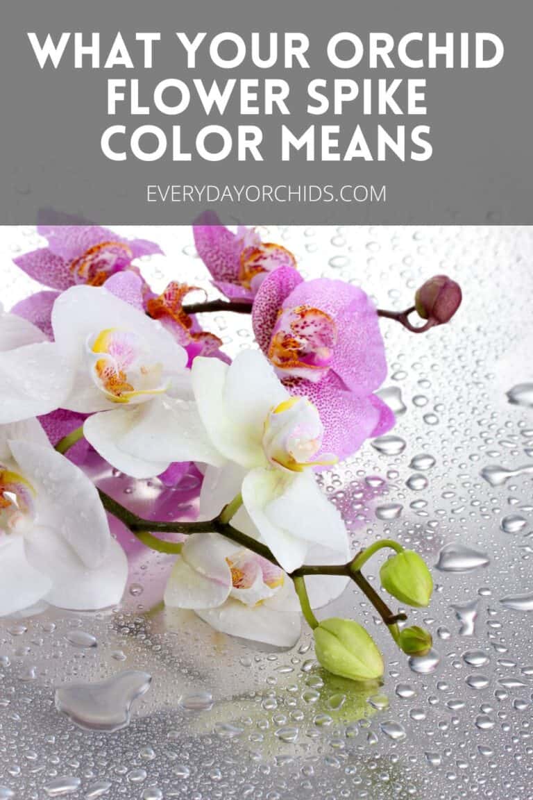 What Makes An Orchid Flower Spike Change Color? - Everyday Orchids