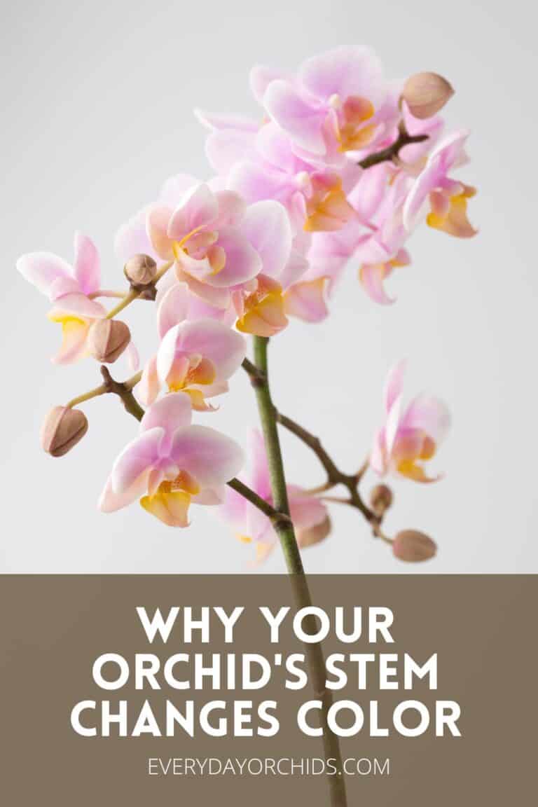 What Makes An Orchid Flower Spike Change Color? - Everyday Orchids