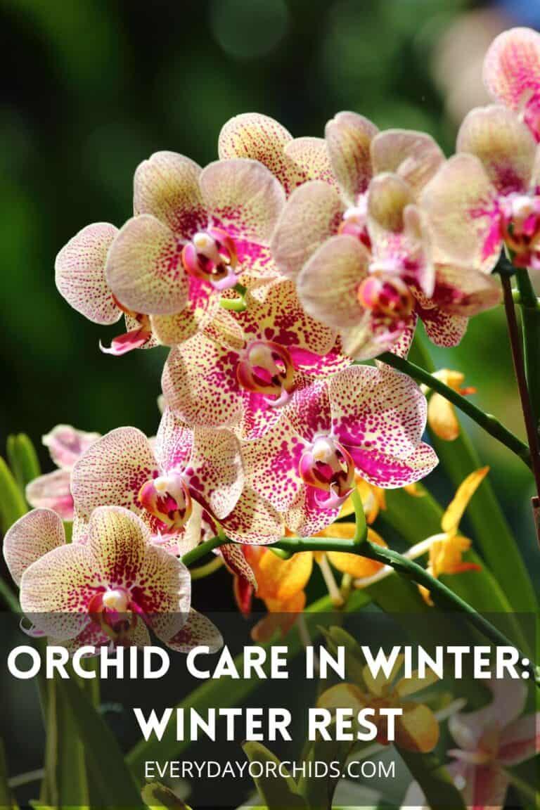 Orchids In Winter: Does Your Orchid Need A Winter Rest? - Everyday Orchids