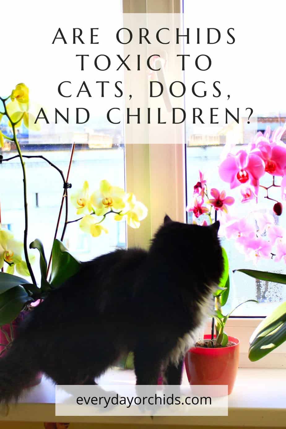 Are Orchids Poisonous To Cats, Dogs, Or Children? - Everyday Orchids